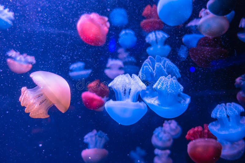 Blue Blubber Jellyfish