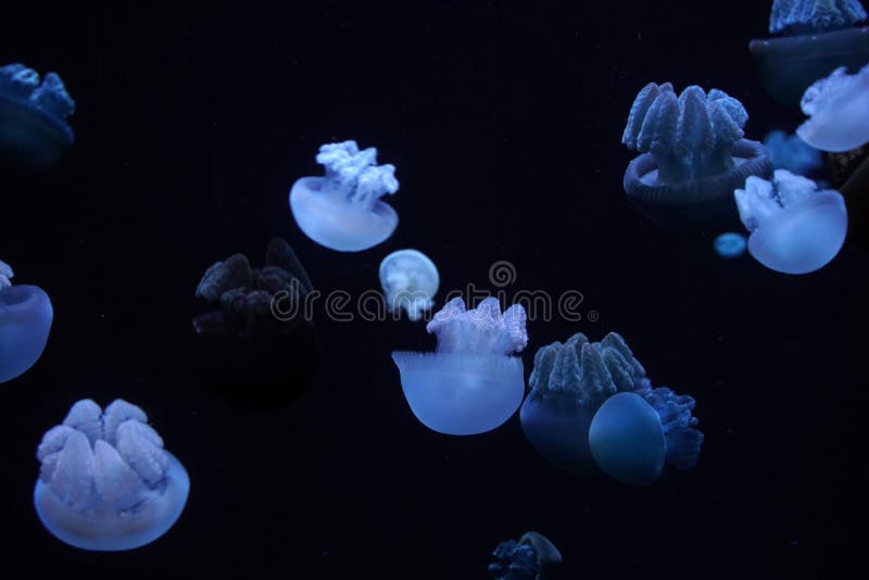 Blue Blubber Jelly Fish Underwater Stock Image - Image of deep, jelly ... Blue Blubber Jelly Fish Underwater Stock Image - Image of deep, jelly ...