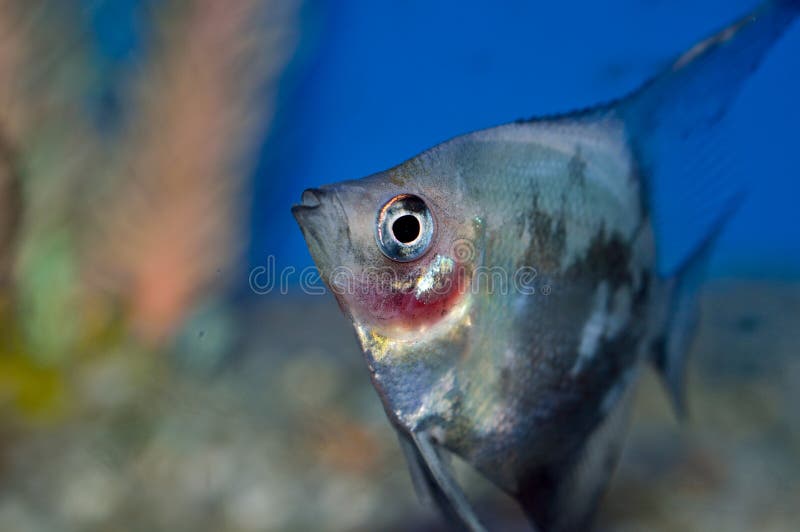 Blue Blushing Angelfish The Angelfish Society Phenotype Library