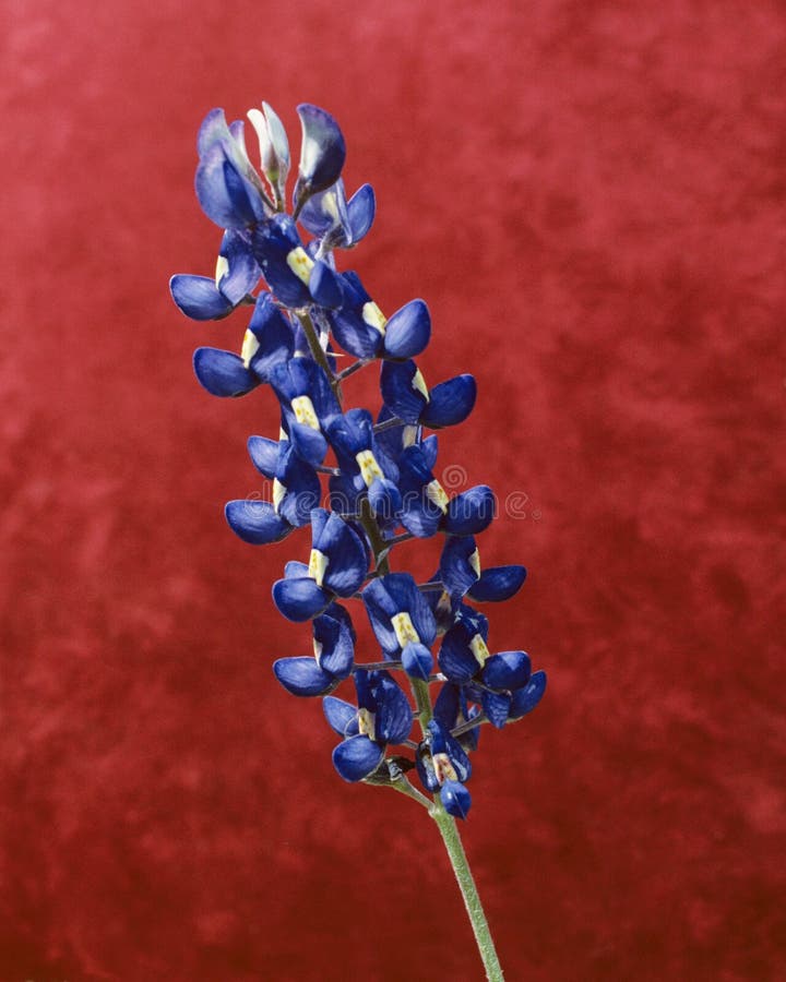 Blue Bonnet stock photo. Image of beautiful, blue, flowers - 1835900