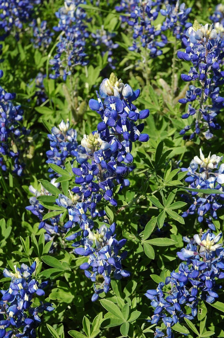 8,956 Blue Bonnet Stock Photos - Free & Royalty-Free Stock Photos from ...