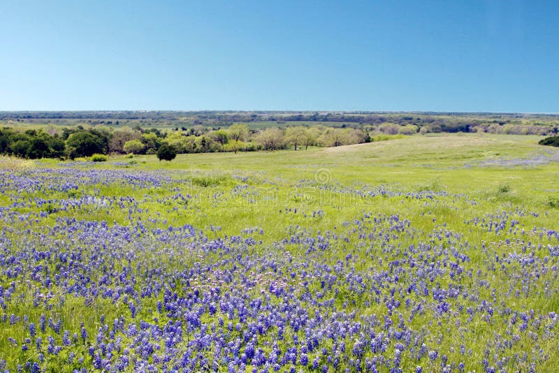 Bluebonnets on a hillside stock image. Image of trees - 23332839