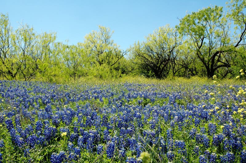 Blue Bonnet stock photo. Image of beautiful, blue, flowers - 1835900