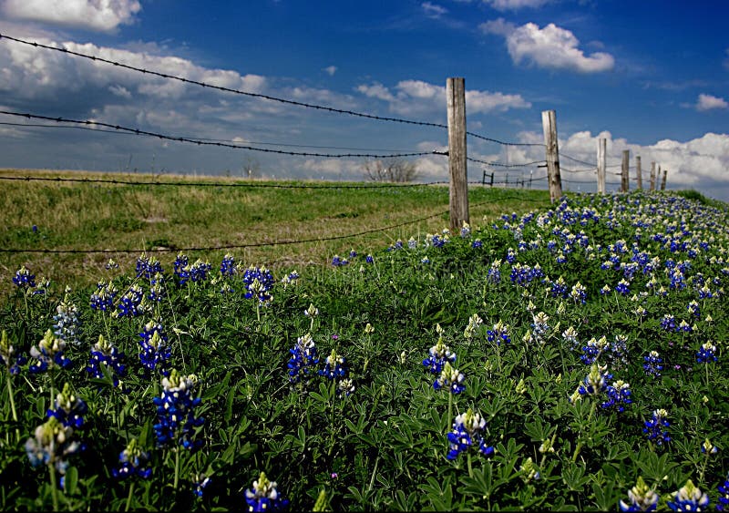 Blue Bonnet Row stock image. Image of roadside, wildflower - 2757297