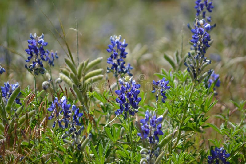 Blue bonnets stock photo. Image of bonnet, stalks, close - 48413732