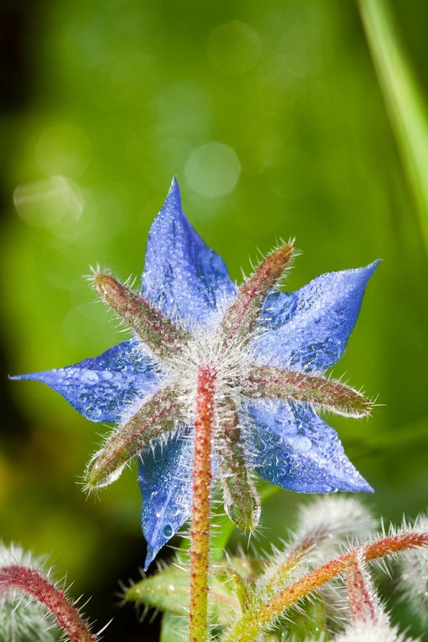Blue borage stock image. Image of food, fragility, borago - 13790525