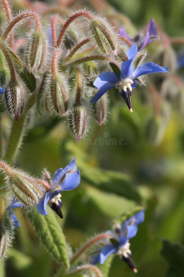 Blue Borage in bloom stock image. Image of officinalis - 248596611