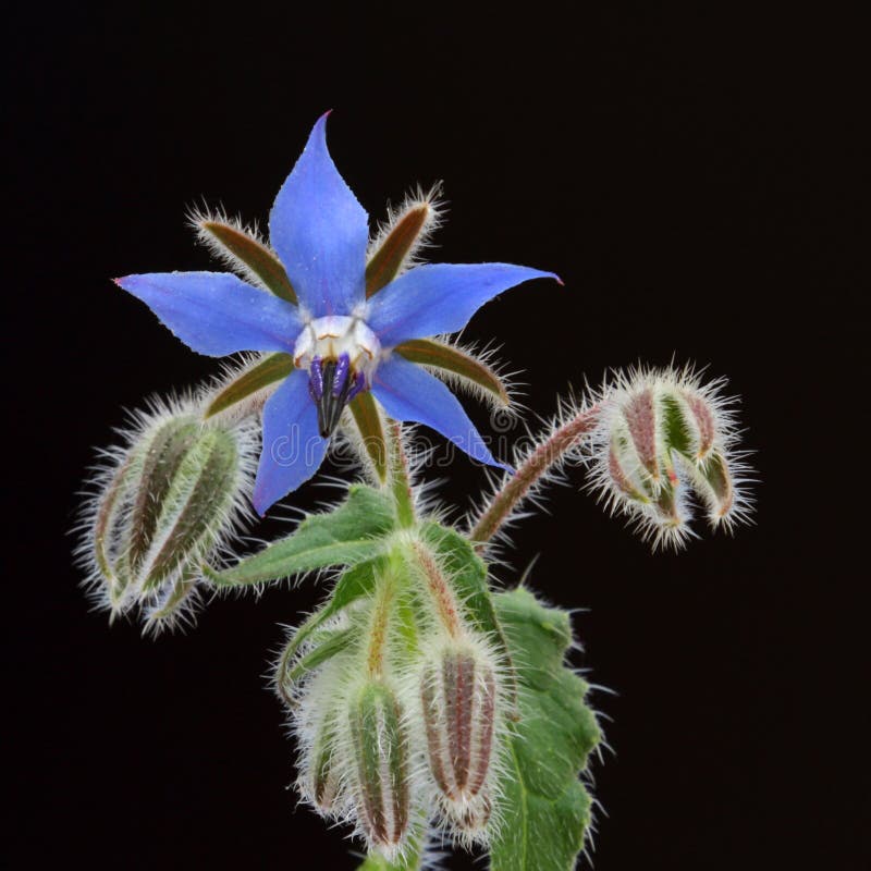Blue borage stock image. Image of food, fragility, borago - 13790525