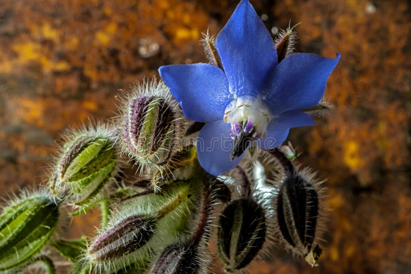 Blue Borage Flower on Decayed Rusted Background Stock Image - Image of ...