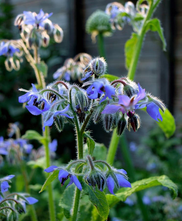 Borage Flowers stock photo. Image of outdoor, petal - 339493954