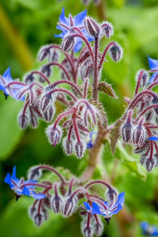 Blue Borage Flowers in the Border Stock Photo - Image of landscaped ...