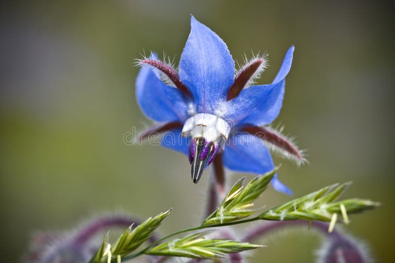 Blue borage stock photo. Image of green, flower, serenity - 26844396