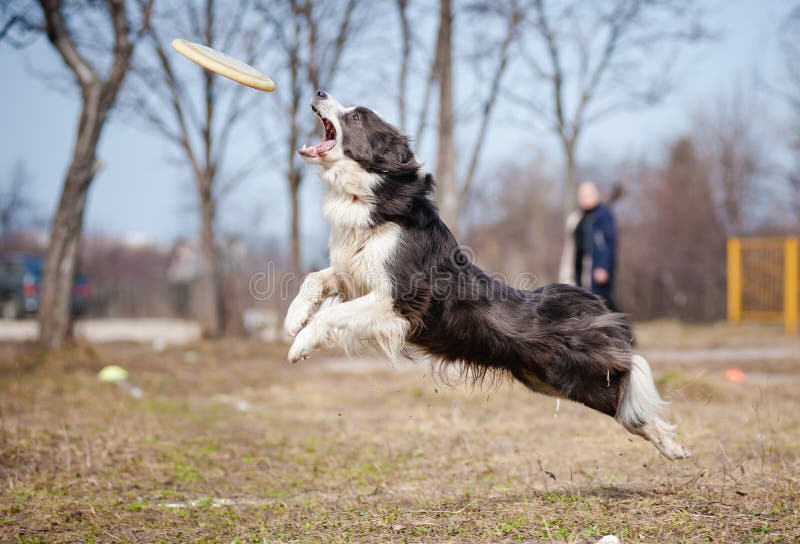 Blue Border Collie Catching Disc in Jump Stock Image - Image of flying ...