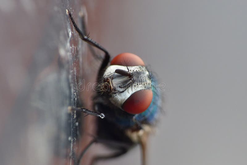Blue bottle fly blowfly stock image. Image of natural - 256570115