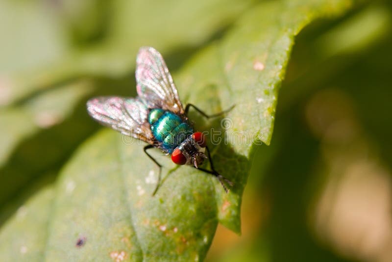 Blue Bottle Fly on Garden Leaf Stock Photo - Image of blue, insect ...