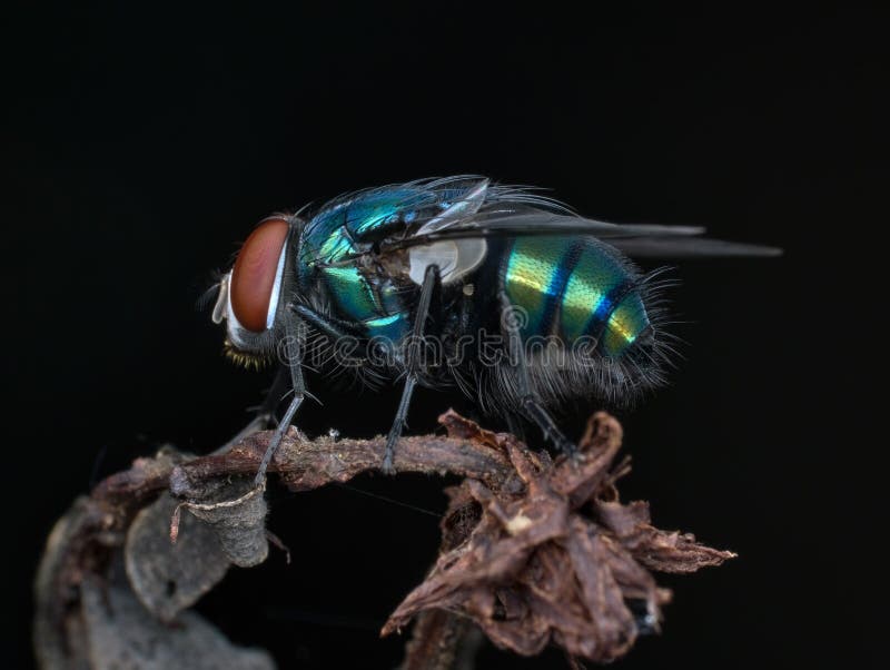 Blue Bottle Fly Perched on the Dried Plant Stock Photo - Image of wing ...