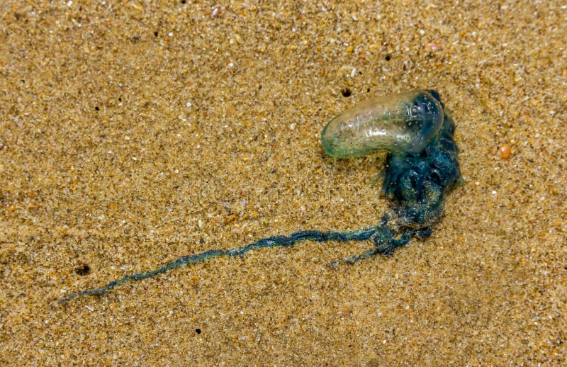 Blue Bottle jellyfish stock photo. Image of coast, australia - 84011596
