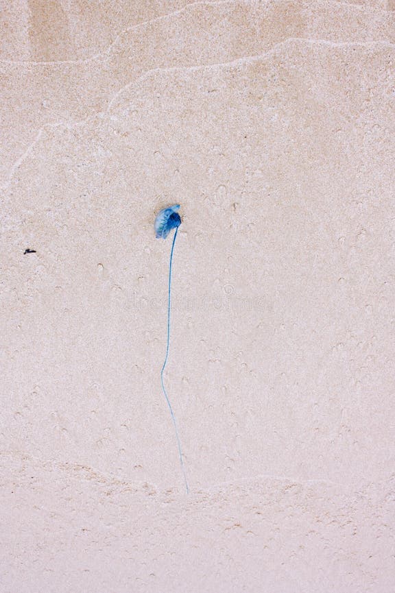 Blue Bottle Washed Up on Corindi Beach Stock Photo - Image of drawing ...
