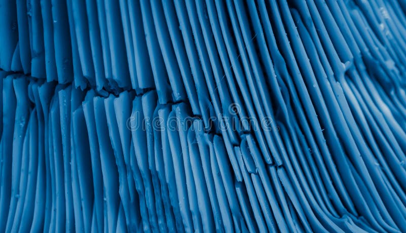 Blue Bottom of the Mushroom with Gills Stock Image - Image of daylight ...