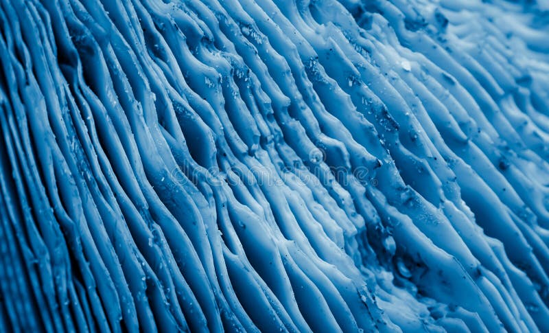 Blue Bottom of the Mushroom with Gills Stock Photo - Image of macro ...