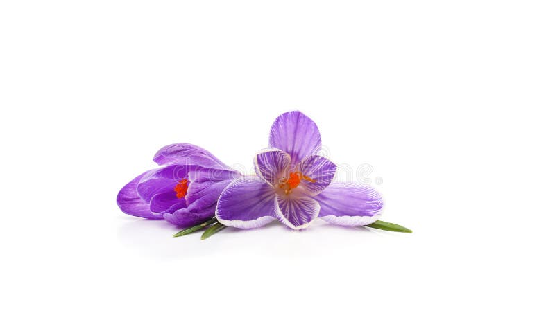 Blue bouquet of crocuses stock photo. Image of crocuses - 274692274