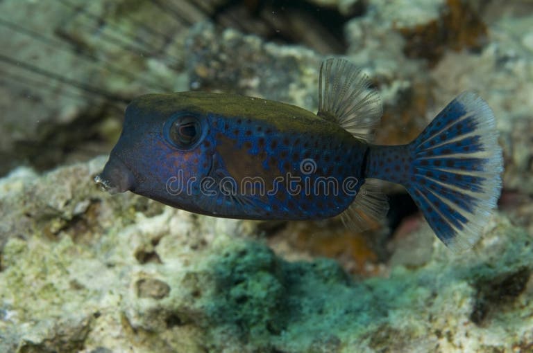 Blue Box Fish stock photo. Image of scuba, leisure, saltwater - 12060756