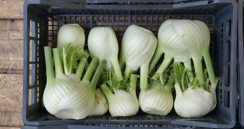 Blue Box with Fresh Fennel on the Market Stock Image - Image of diet ...