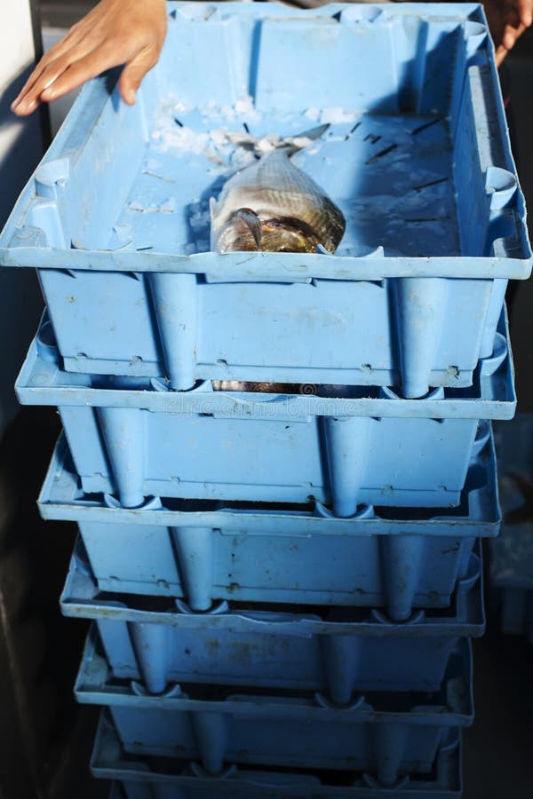 Fish auction ready stock image. Image of shadows, fisherman - 30178245