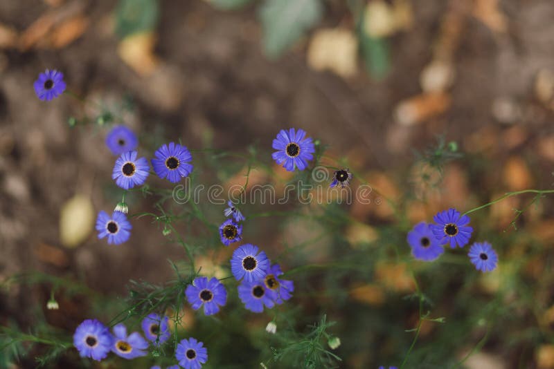 Asteria Flowers Stock Photos - Free & Royalty-Free Stock Photos from ...