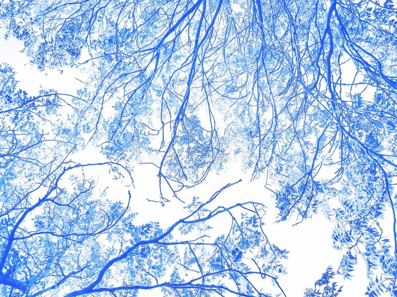 Blue Branches Against White Backdrop. Stock Photo - Image of foliage ...