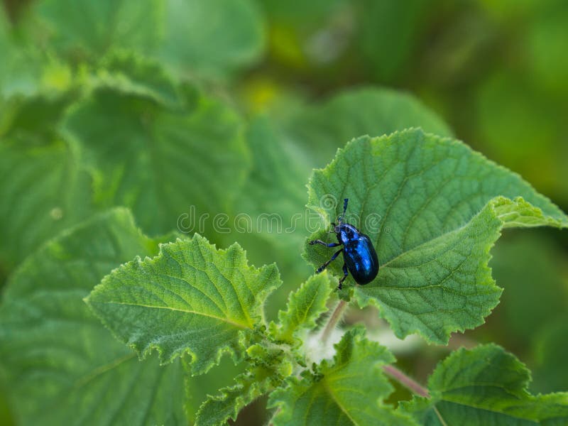 Blue Bright Beetle in the Forest Stock Image - Image of goliathus ...