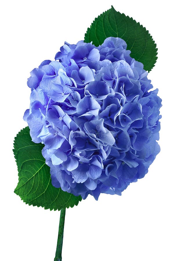 Blue Bright Hydrangea with Leaves on a Stem Isolated on a White ...