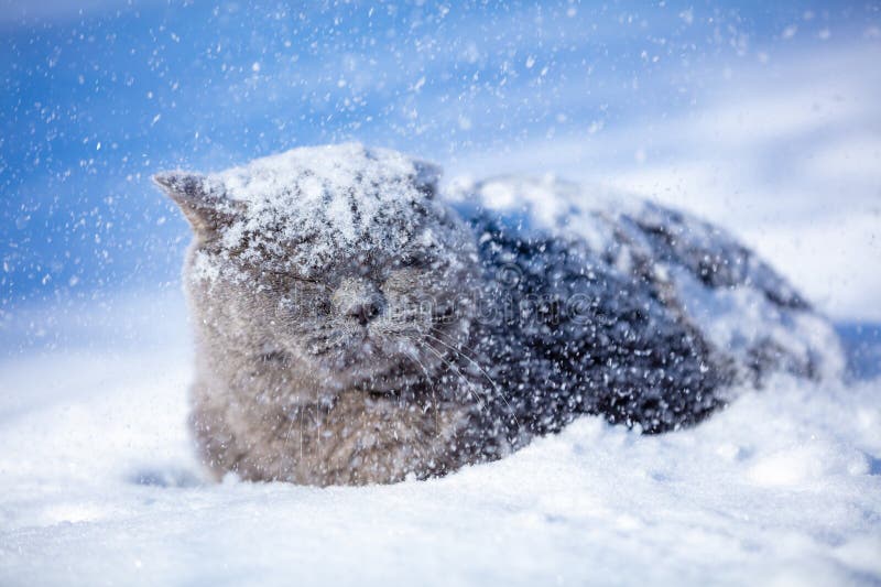 Blue British Shorthair Cat Lying Outdoors in Winter Stock Photo - Image ...