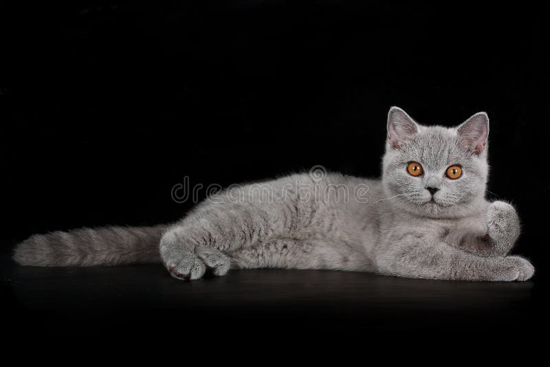 Blue british kitten stock image. Image of whiskers, carnivoran - 57898107