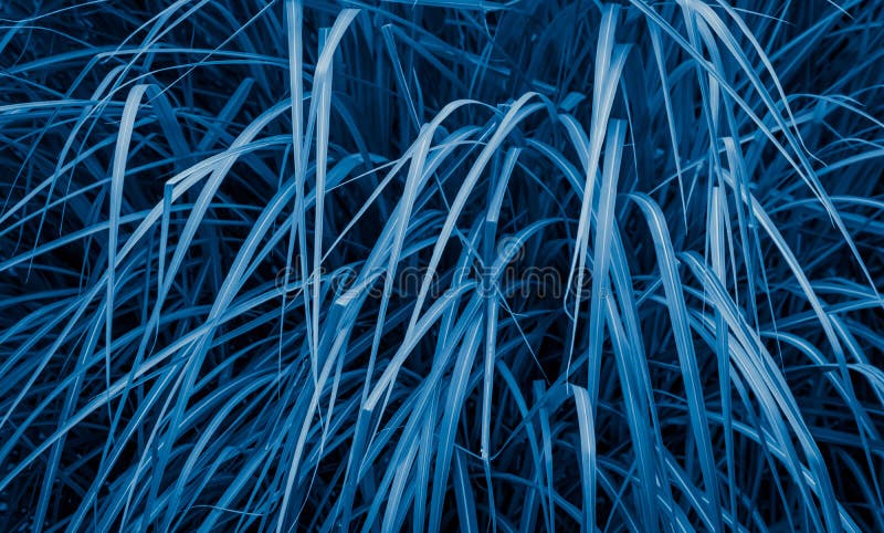 Blue Broadleaf Grass with Visible Detail. Background or Texture Stock ...