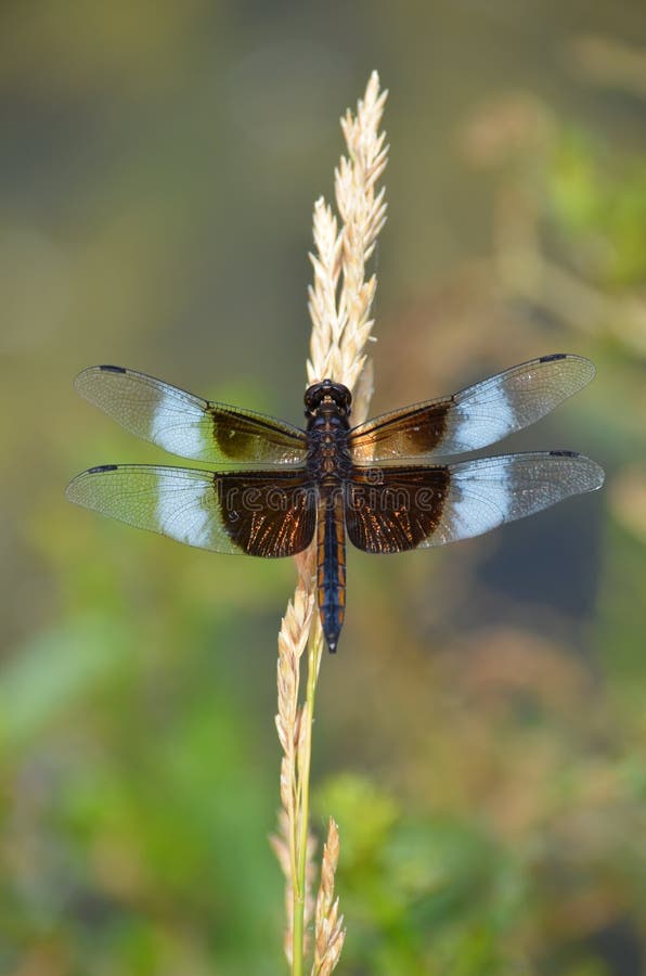 Blue and Bronze Banded Dragonfly Stock Image - Image of wildlife ...