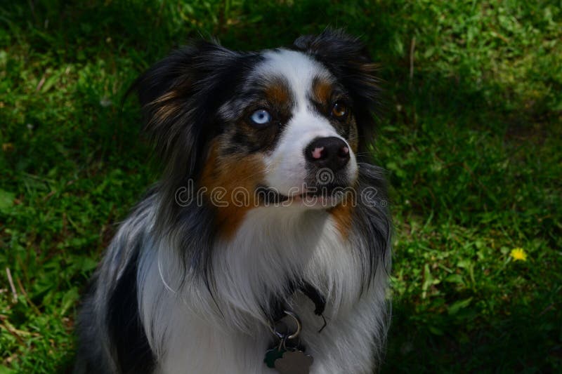Blue and Brown Eyed Dog stock image. Image of animal - 281417819