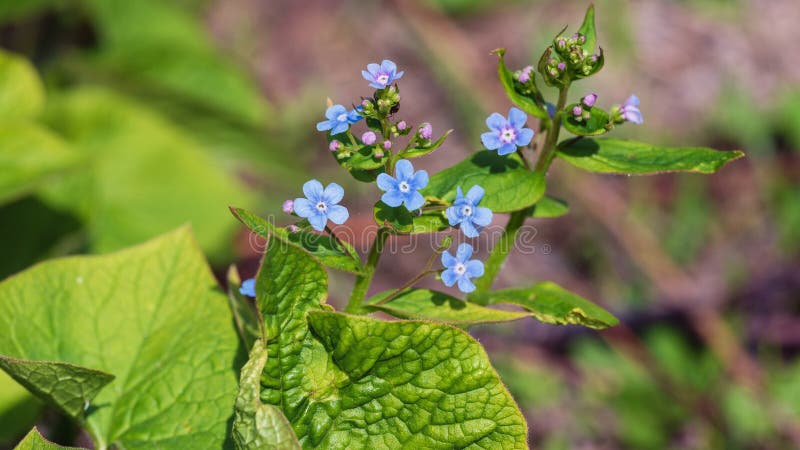 Brunnera Macrophylla or Largeleaf Brunnera Heart Shaped Leaf Closeup ...