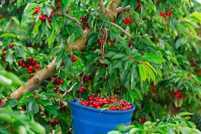 Bucket of Cherries is Hanging Stock Image - Image of cherry, sweet ...