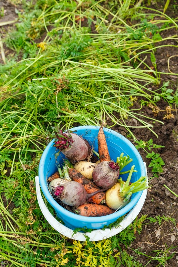 Bucket With Vegetables On The Grass Stock Image - Image of freshness ...