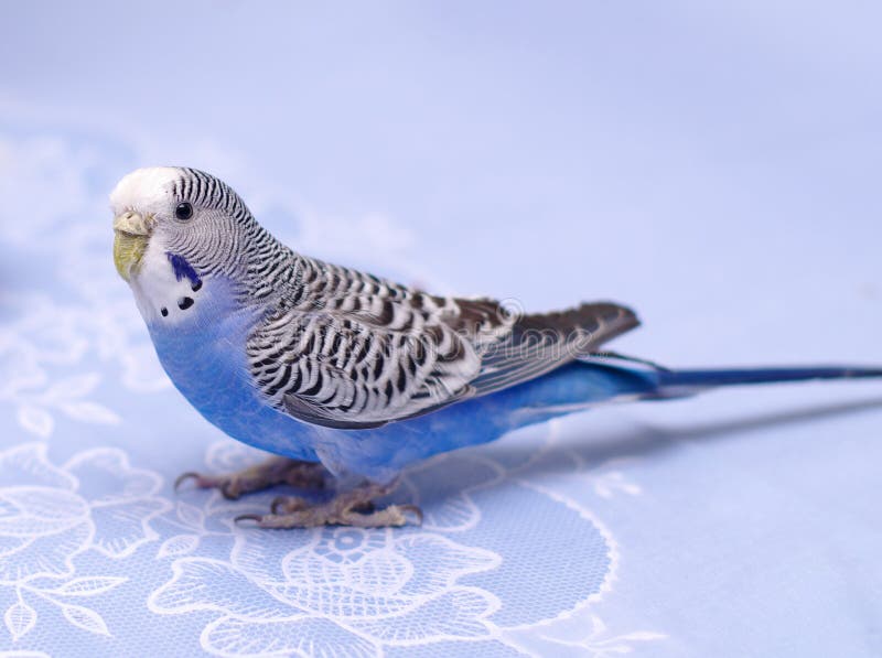 Blue budgerigar stock photo. Image of popinjay, domestic - 16788500