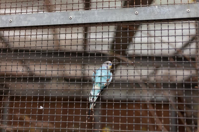 Blue Budgerigar in a Cage at a Bird Sanctuary Stock Image - Image of ...