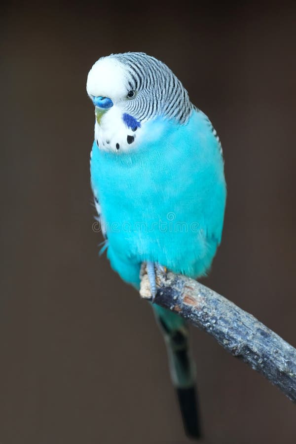 Blue Budgerigar (Melopsittacus Undulatus) Stock Image - Image of ...