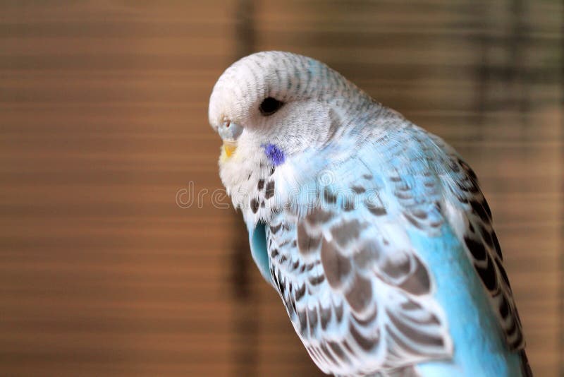Blue budgie baby bird stock photo. Image of bird, pets - 95919064