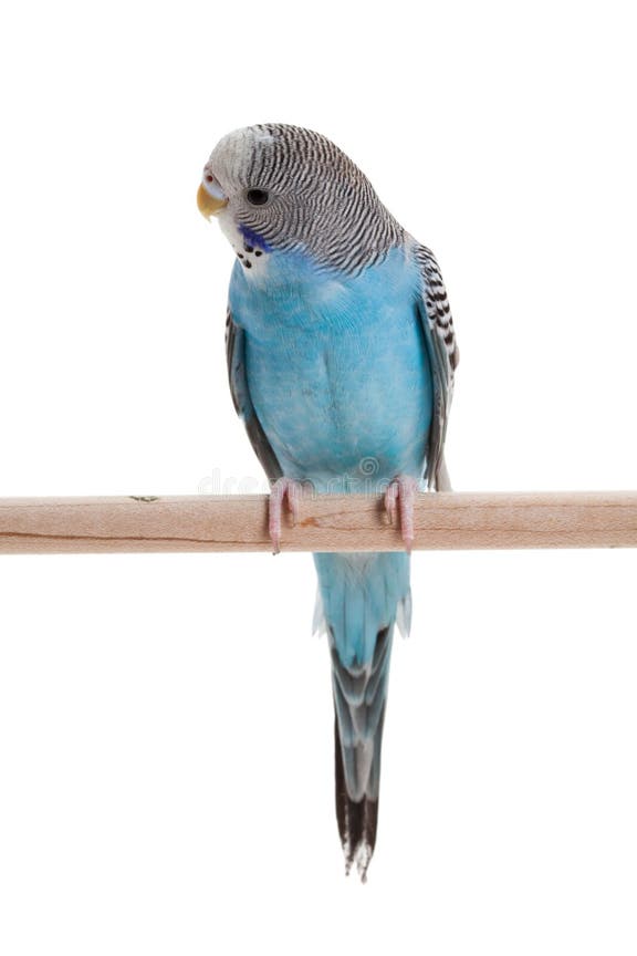 Blue budgie bird stock photo. Image of budgie, animal - 189164448