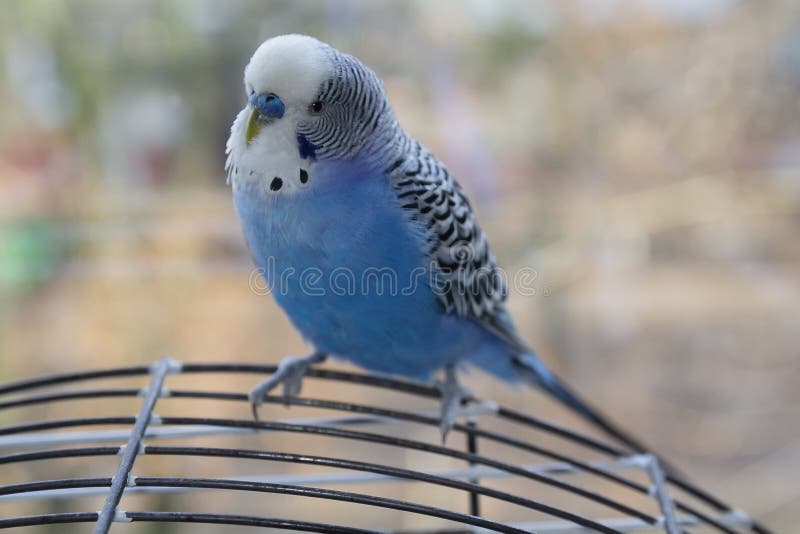 Blue Budgies Sitting on a Cage in the Room Stock Image - Image of ...