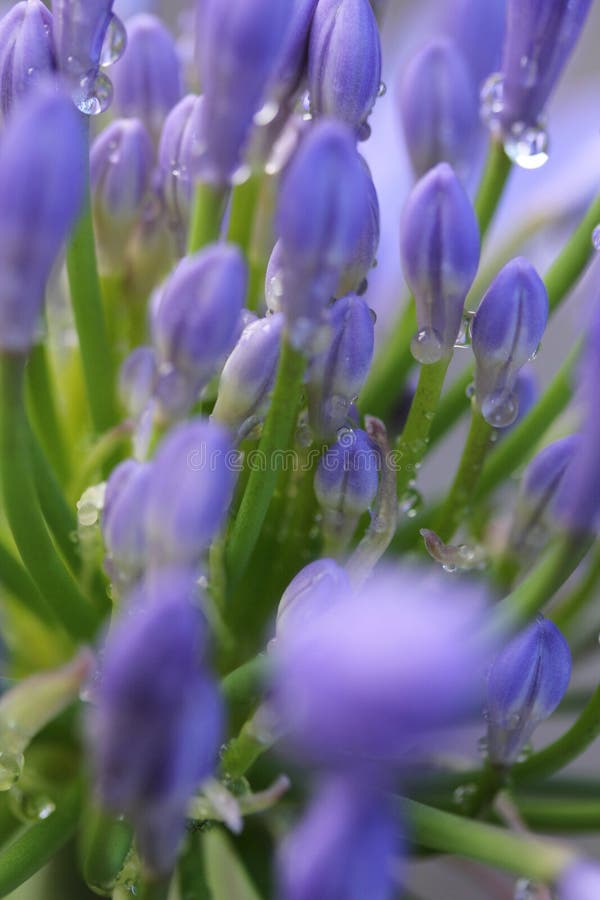 Blue buds stock image. Image of morning, drop, transparent - 34554101