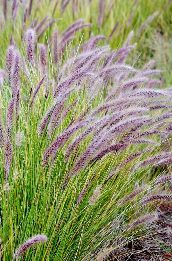 Buffalo Grass stock photo. Image of nature, field, meadow - 35070426