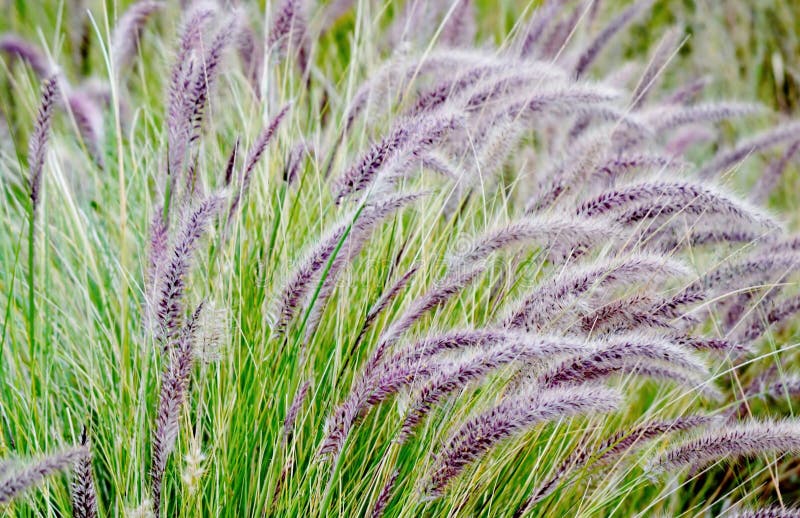 Blue buffalo grass stock photo. Image of bristles, background - 31312340