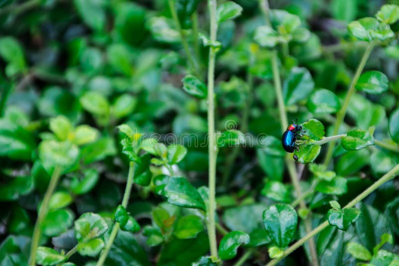 Blue Bug stock photo. Image of small, animal, color, zoology - 81649632